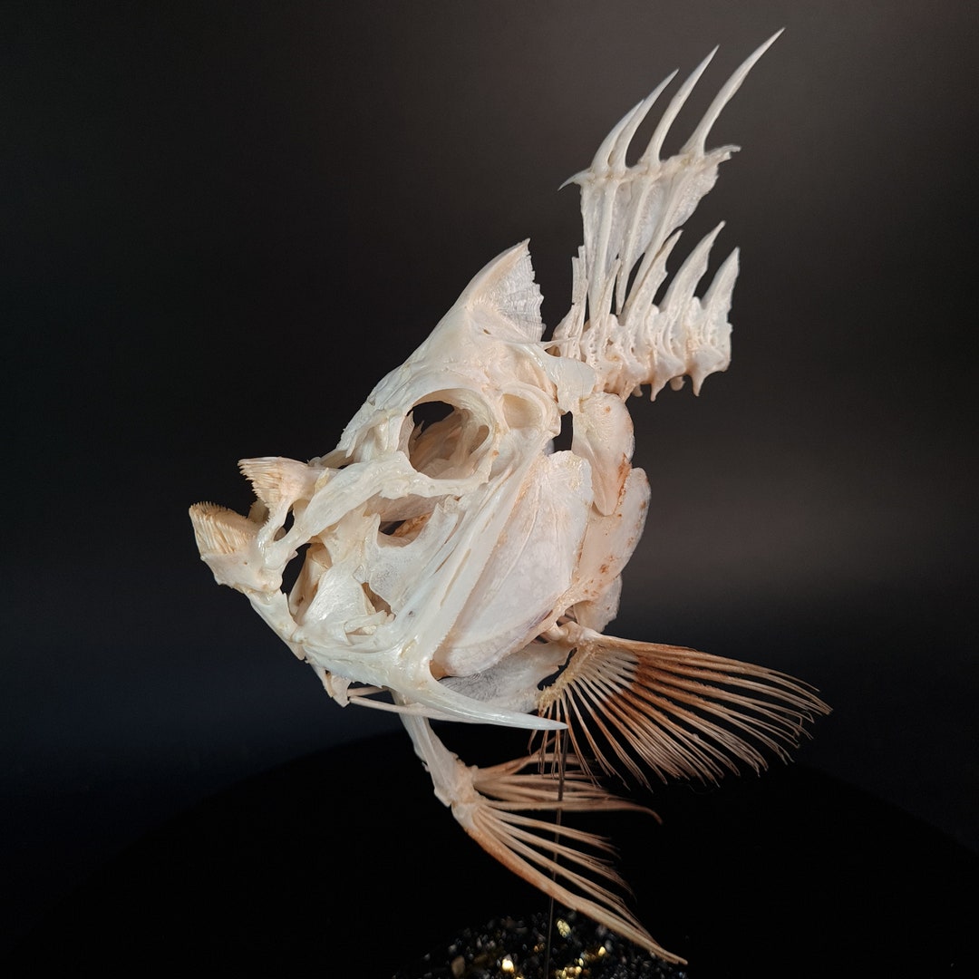 Real Emperor Angelfish Skull, Fish Taxidermy, Pomacanthus Imperator - Etsy