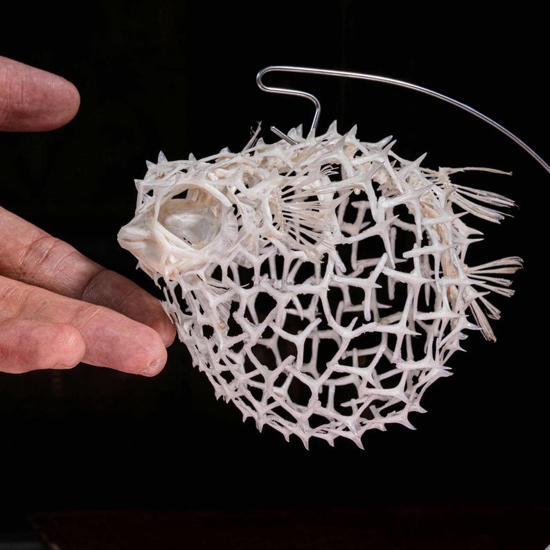 Pufferfish Skeleton Fish Taxidermy, Porcupinefish, Balloonfish ...