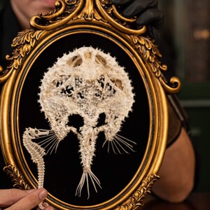 Real Starry Batfish Skeleton Fish Taxidermy Halieutaea Sp - Etsy