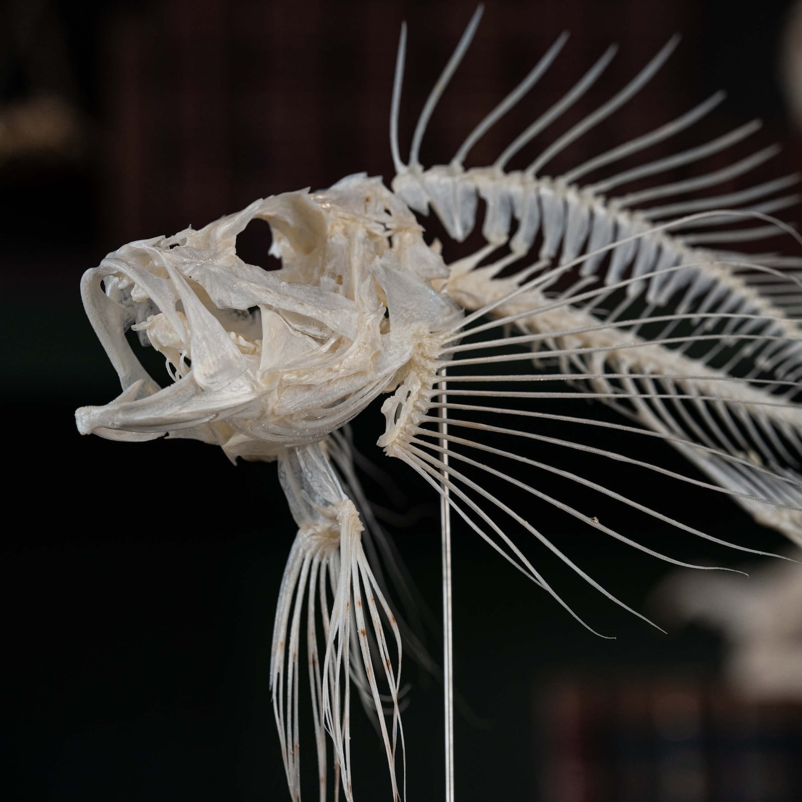 Real Lionfish Skeleton, Dendrochirus, Fish Taxidermy, on Queen Chess ...