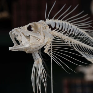 Real Lionfish Skeleton, Dendrochirus, Fish Taxidermy, on Queen Chess ...