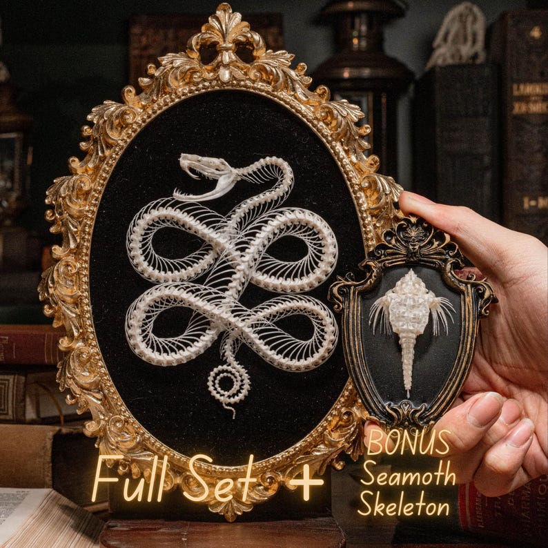 Real Viper Snake Skeleton Taxidermy: Gothic Altar Decor in Vintage ...