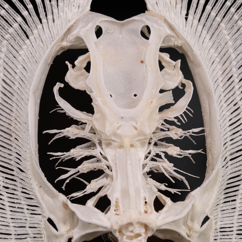 Stingray Skeleton Real Fish Taxidermy | Nautical Gothic Decor, Ocean ...