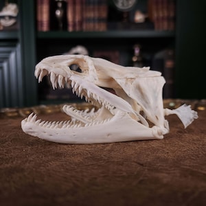 Real Moray Eel Skull 10cm Decor Taxidermy Fish Skeleton Oddity ...