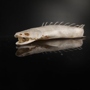 Real Mottled Bichir Skeleton Polypterus Weeksii Real Fish - Etsy