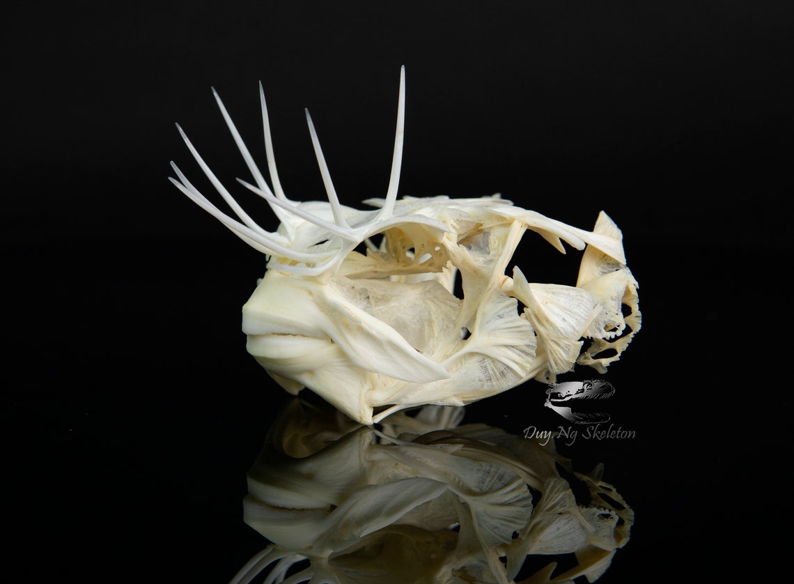 REAL Pufferfish skull Porcupine Fish Fish Taxidermy | Etsy