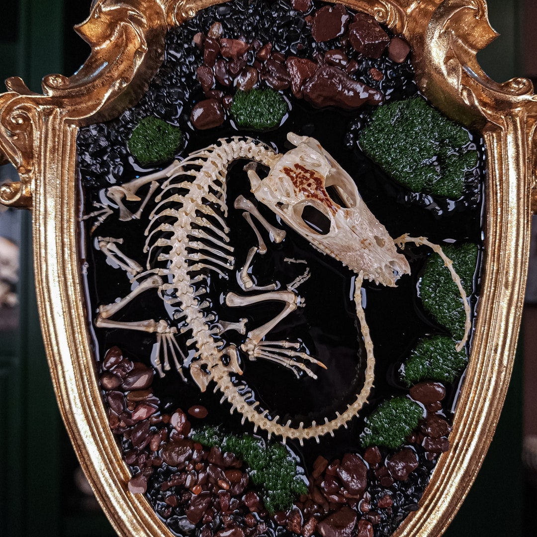 Real Reptile Skeleton Reptile Skull Taxidermy With Realistic - Etsy