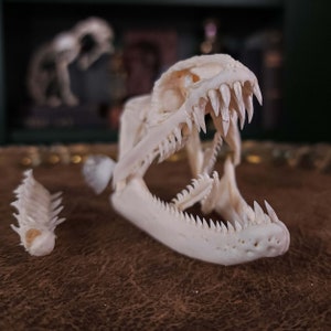 Real Moray Eel Skull 10cm Decor Taxidermy Fish Skeleton Oddity ...