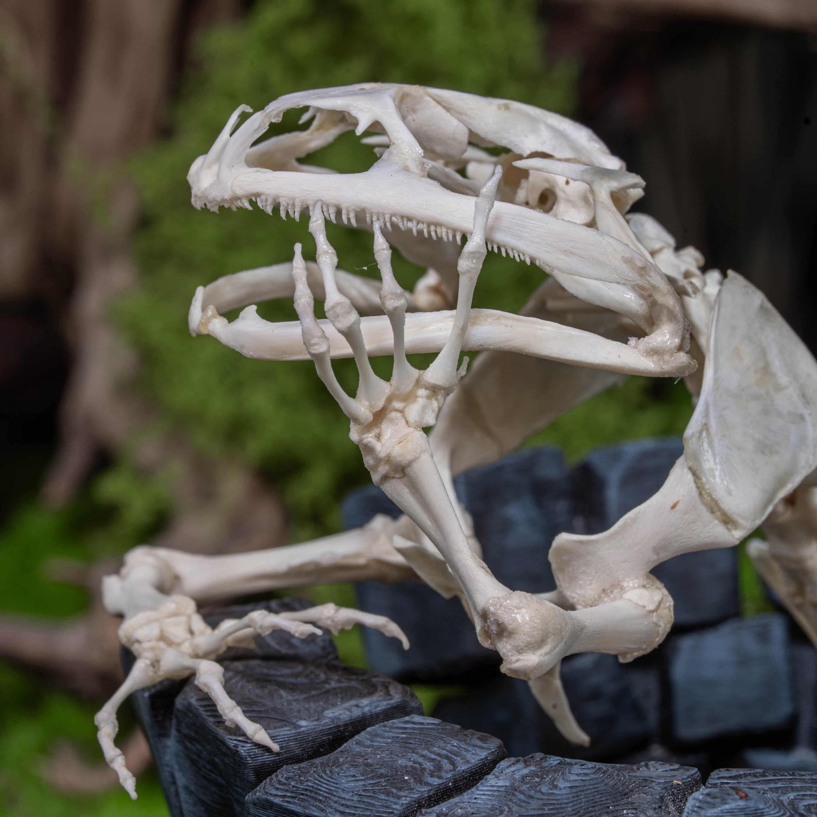 Real Frog Skeleton in Stone Well – Real Frog Taxidermy – Memento Mori ...