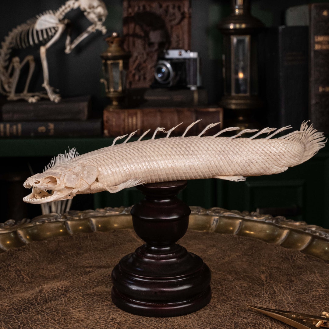Real Senegal Bichir Fish Skeleton, Polypterus Senegalus, Real Dragon ...