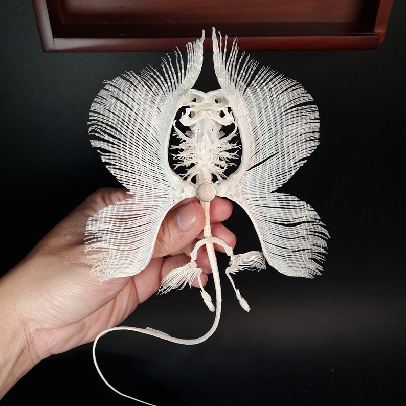 Real STINGRAY Skeleton Magnet Mounting Fish Taxidermy in - Etsy