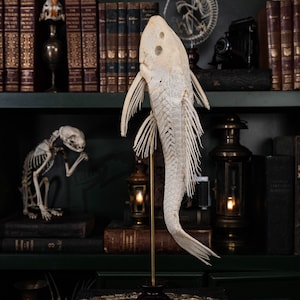 Real Pleco Fish Skeleton Taxidermy: Gothic Oddities Decor - Etsy