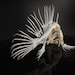 Real Frogfish Skeleton, Anglerfish, Antennariidae, Fish Taxidermy ...