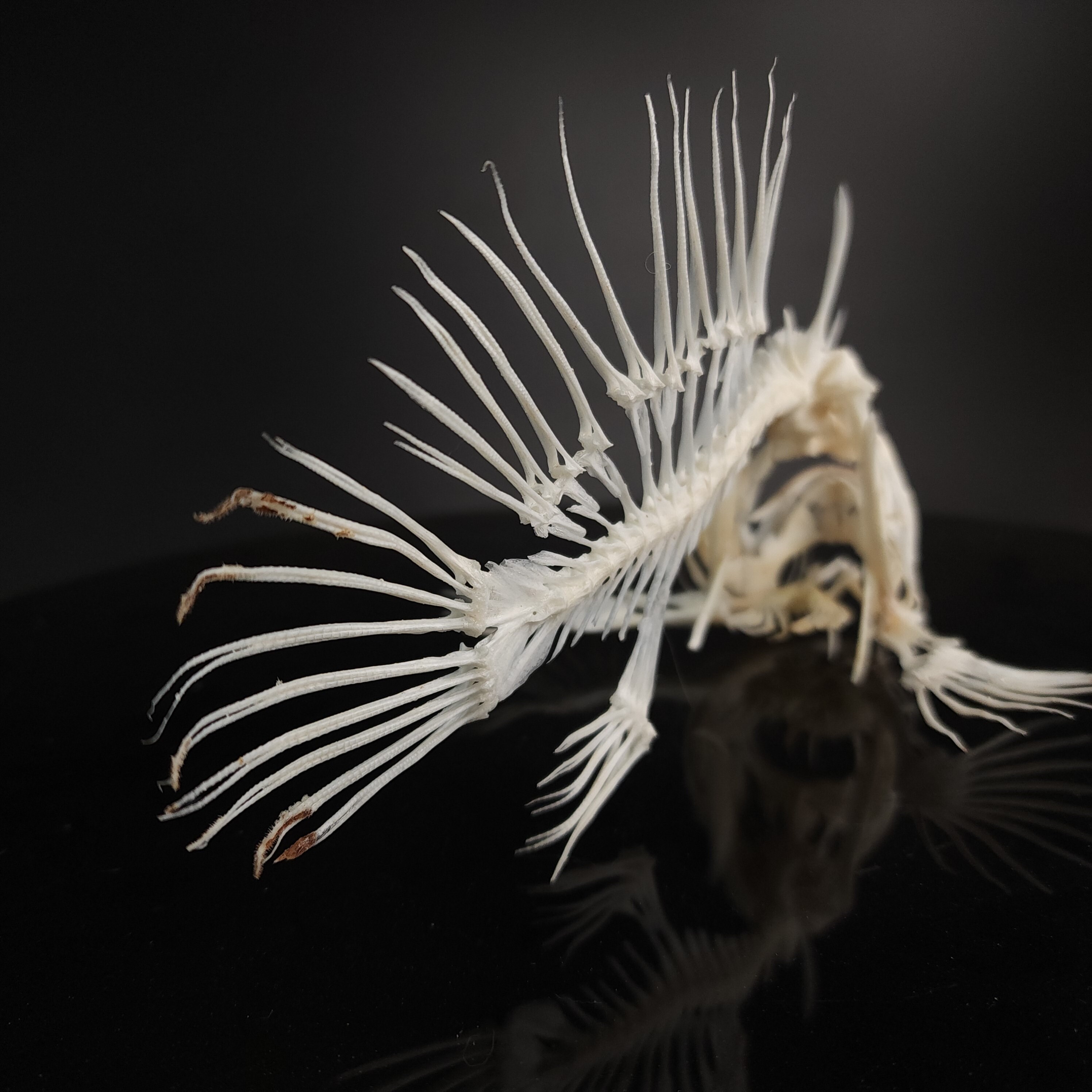 Real Frogfish Skeleton, Anglerfish, Antennariidae, Fish Taxidermy ...