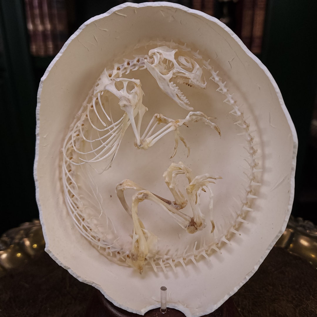 Dinosaur Embryo Resembled From Real Butterfly Agama Skeleton Curled up ...