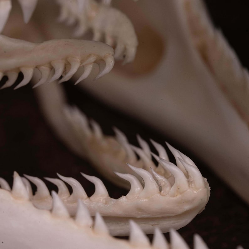 Real Moray Eel Skull 12 Cm, Monster Fish Taxidermy, Pharyngeal Jaw ...