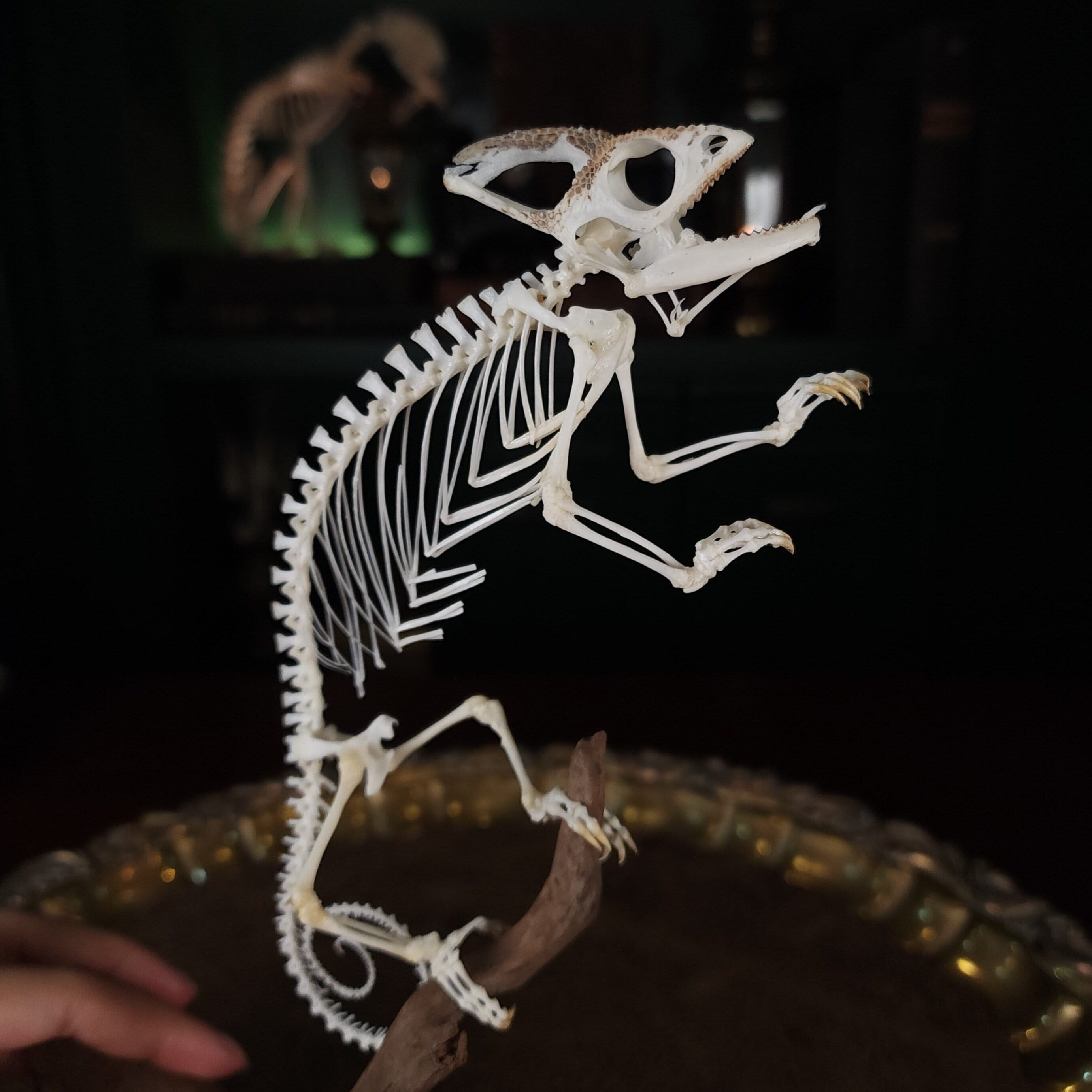 Chameleon Skeleton Tattoo