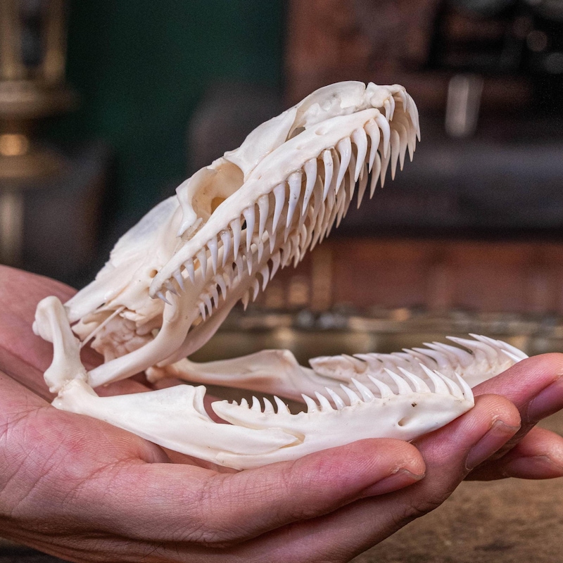 Articulated Animal Bone - Etsy