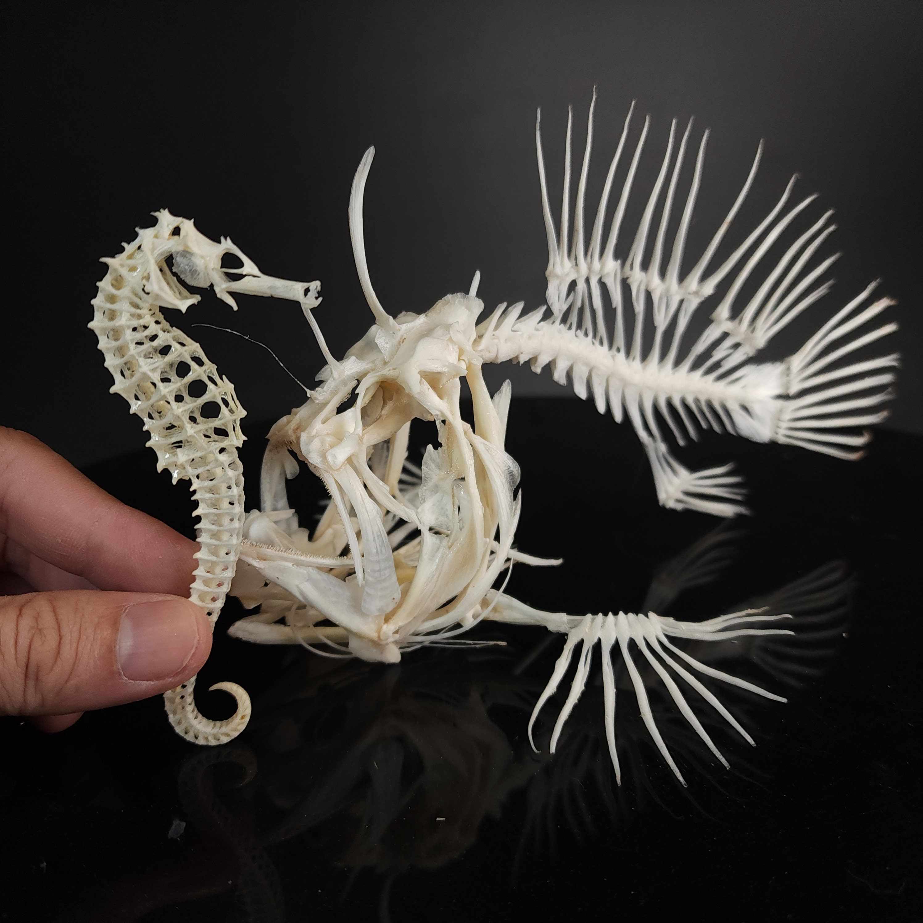 Oarfish Skeleton
