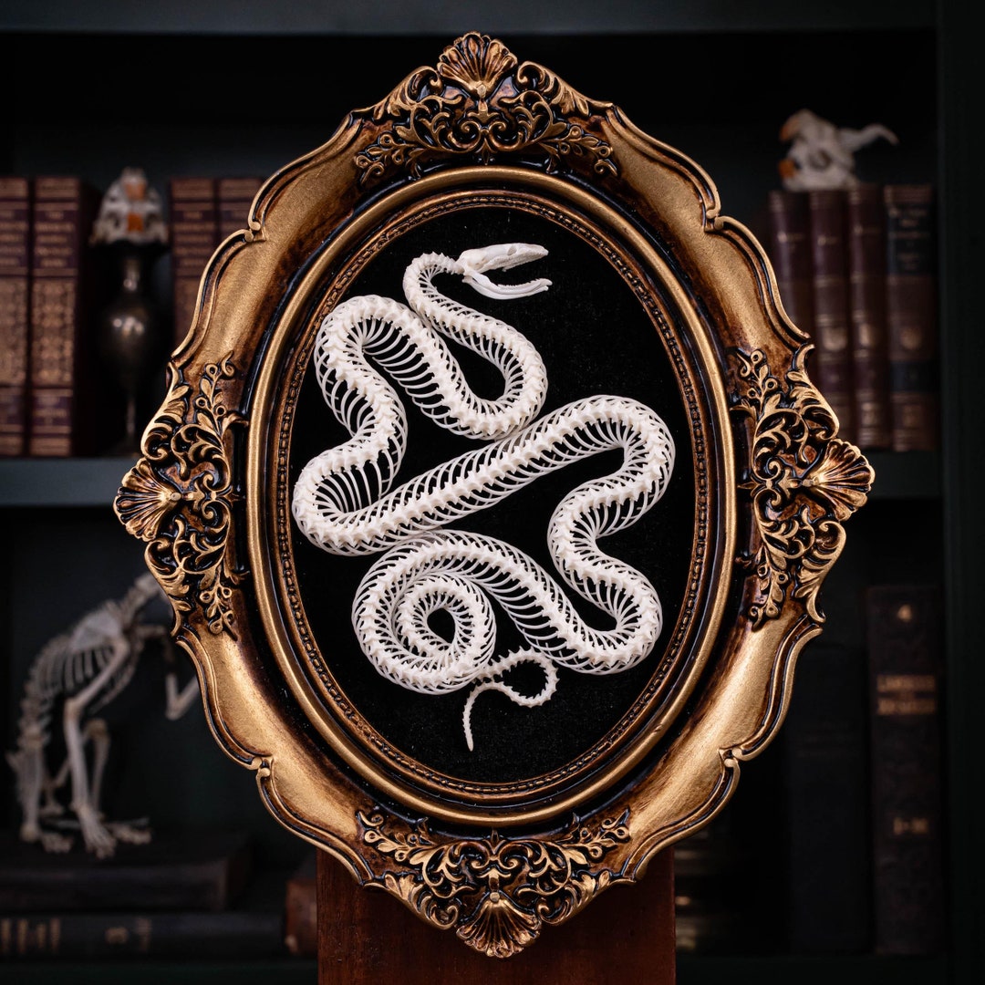 Snake Skeleton on Vintage Frame, Taxidermy Art Snake, Gothic Wall Decor ...