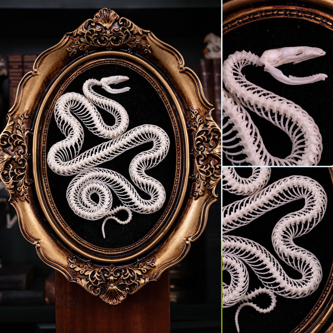 Snake Skeleton on Vintage Frame, Taxidermy Art Snake, Gothic Wall Decor ...