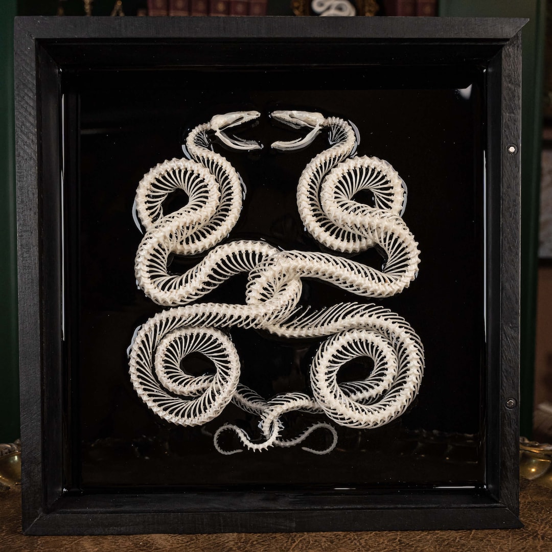 Real Snake Skeleton, Caduceus Snake Skull Taxidermy, Ouroboros Snake - Etsy