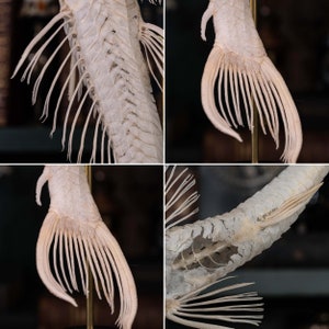 Real Pleco Fish Skeleton Taxidermy: Gothic Oddities Decor - Etsy