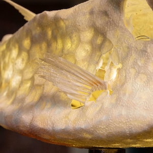 Real Longhorn Cowfish, Lantern in Boxfish Skeleton, Magnet Mounted Onto ...