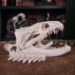 Real Moray Eel Skull 10cm Decor Taxidermy Fish Skeleton Oddity ...