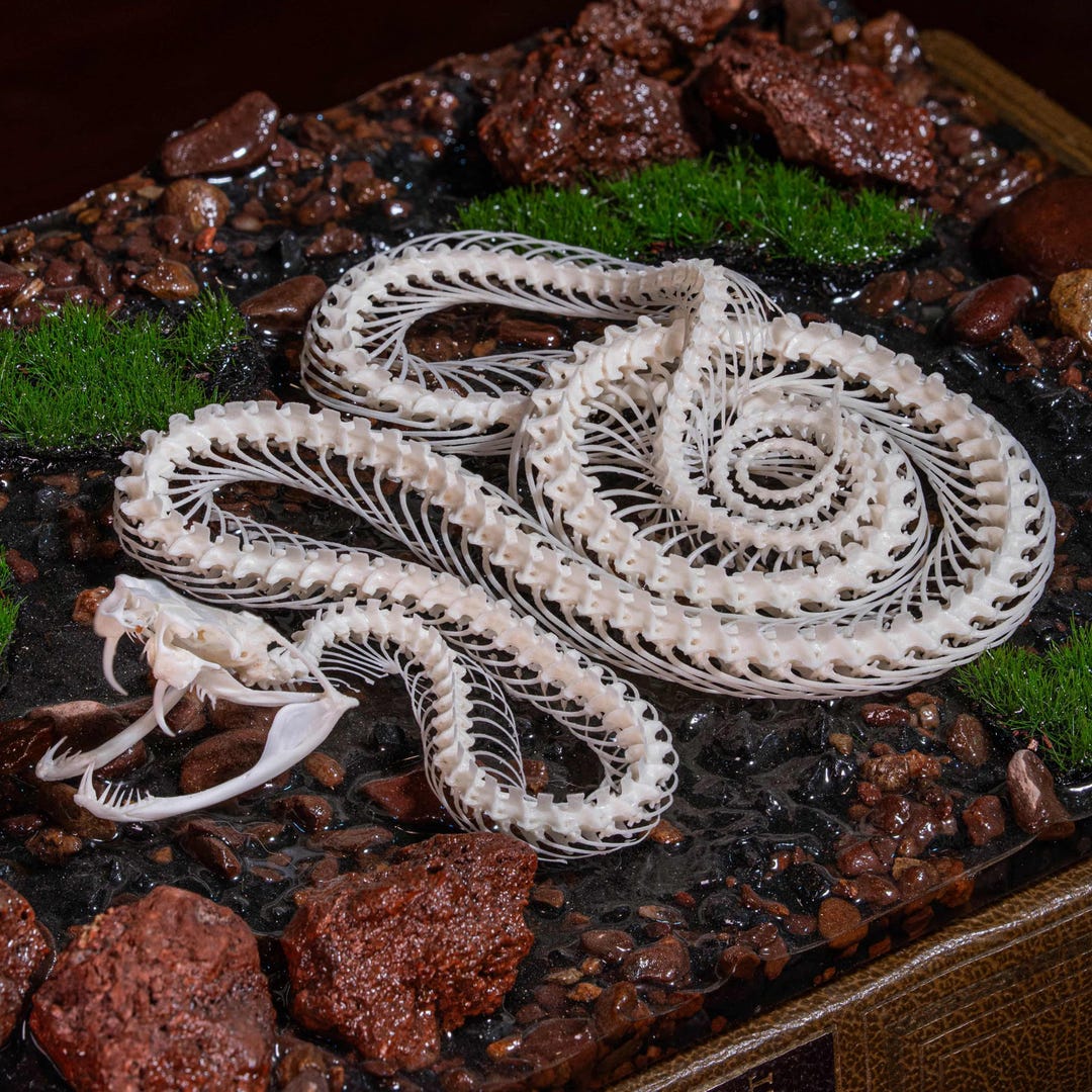 Viper Snake Skeleton Real Taxidermy on Realistic Diorama | Gothic Decor ...