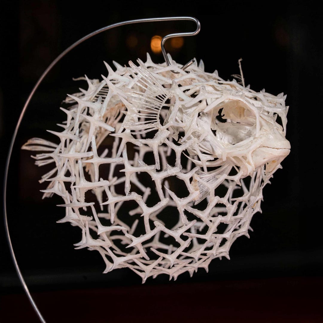 Pufferfish Skeleton Fish Taxidermy, Porcupinefish, Balloonfish ...