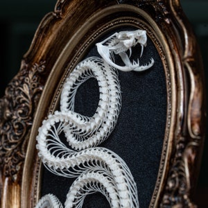Real Viper Snake Skeleton Snake Taxidermy on Gothic Frame - Etsy UK