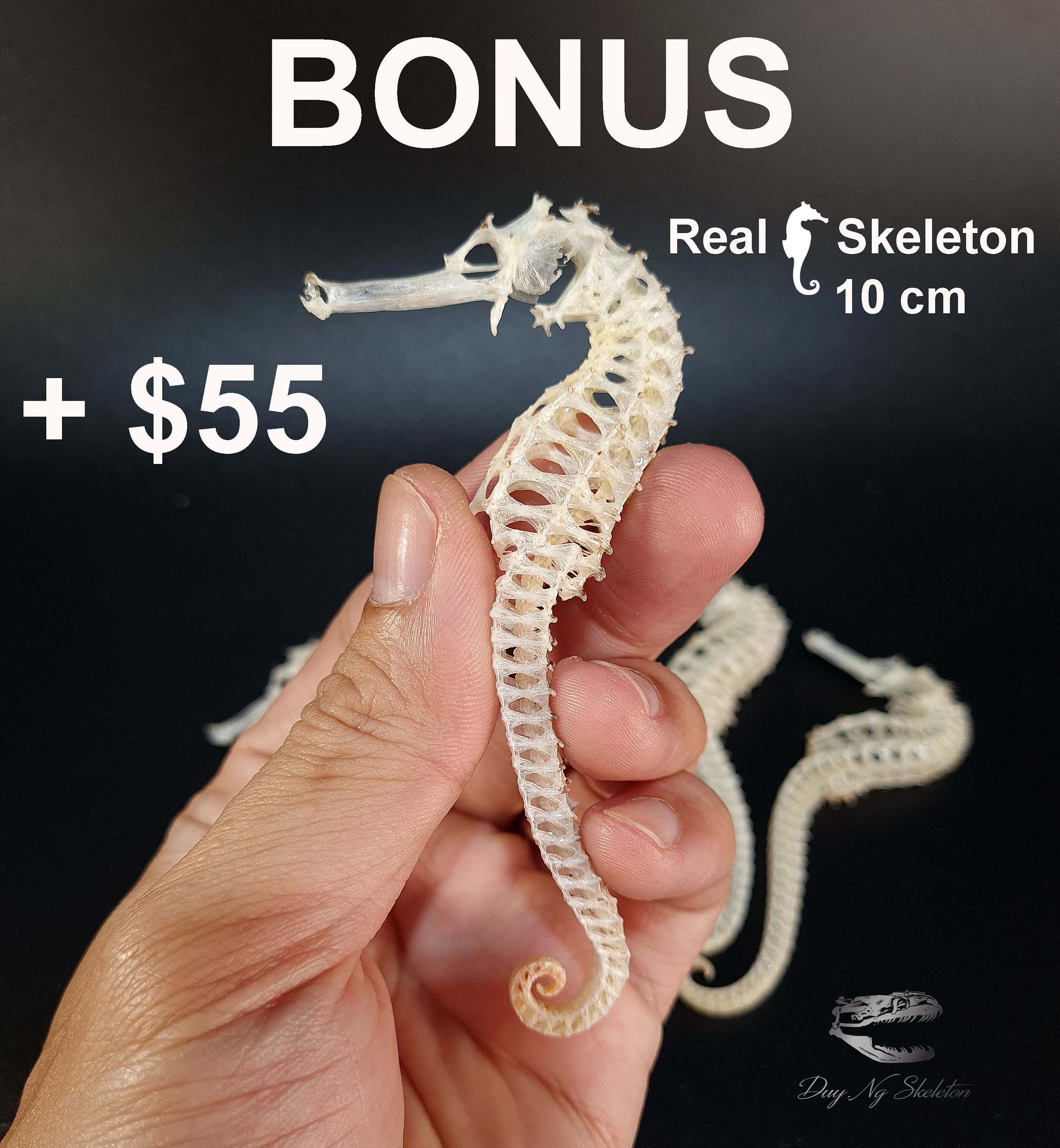 LEVIATHAN Real Moray Eel Skeleton With Stingray Wings Fish - Etsy Ireland