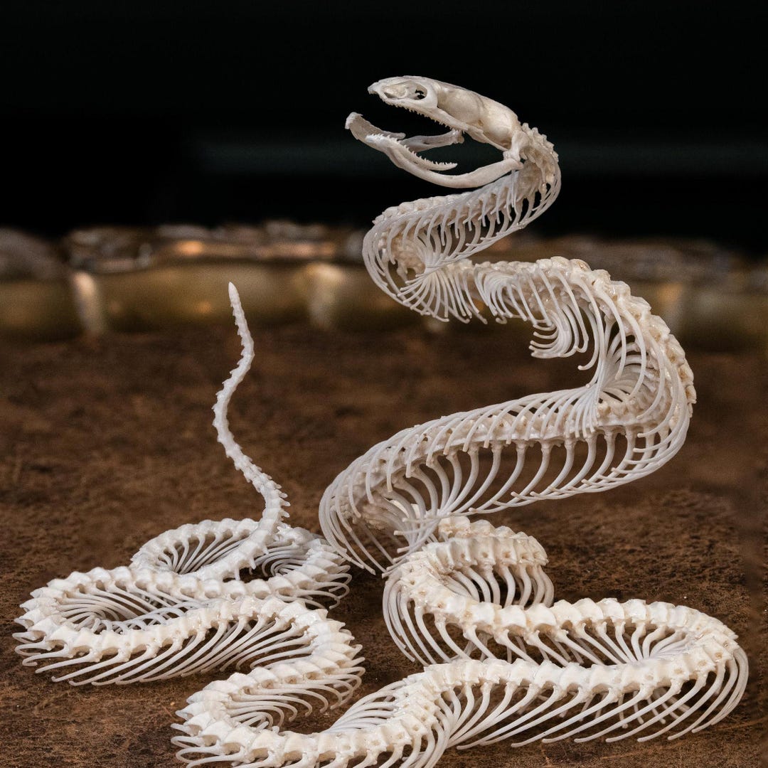 Real Snake Skeleton Taxidermy in Attack Pose, Snake Bone Collectibles ...