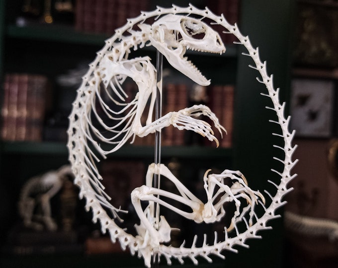 Dinosaur Embryo Resembled From Real Butterfly Agama Skeleton Curled up ...