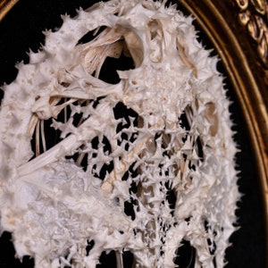 Real Starry Batfish Skeleton, Fish Taxidermy, Halieutaea Sp Bones ...