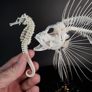 Real Lionfish Skeleton, Dendrochirus, Fish Taxidermy, on Display Base ...