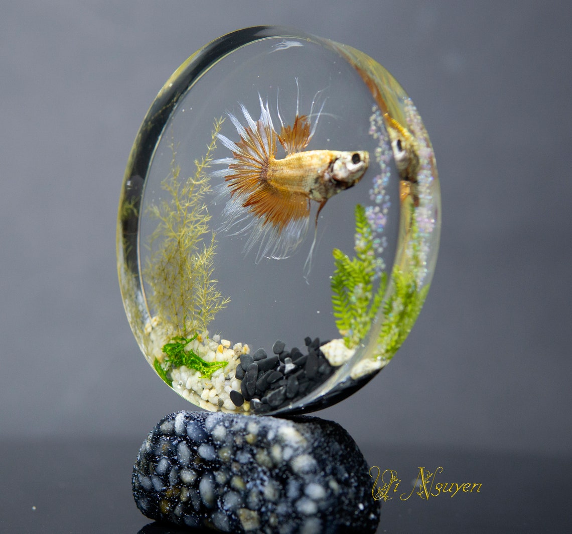 Real BETTA FISH mummified fish Fish Taxidermy Resin Art | Etsy