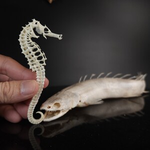 Real Mottled Bichir Skeleton Polypterus Weeksii Real Fish - Etsy