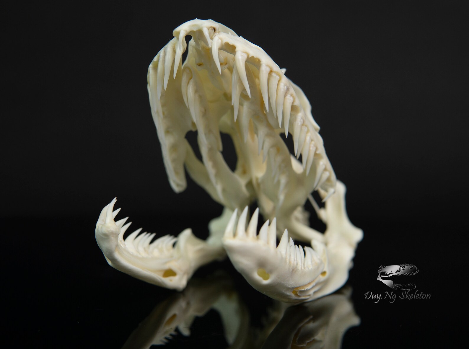 Real Python Skull 11.5 cm XXL Snake skull Snake skeleton | Etsy