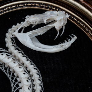 Real Viper Snake Skeleton Snake Taxidermy on Gothic Frame - Etsy UK