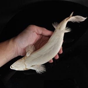 Real Mottled Bichir Skeleton Polypterus Weeksii Real Fish - Etsy