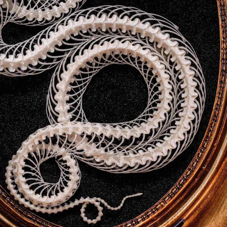 Framed Viper Snake Skeleton: Gothic Natural History Wall Art - Etsy ...