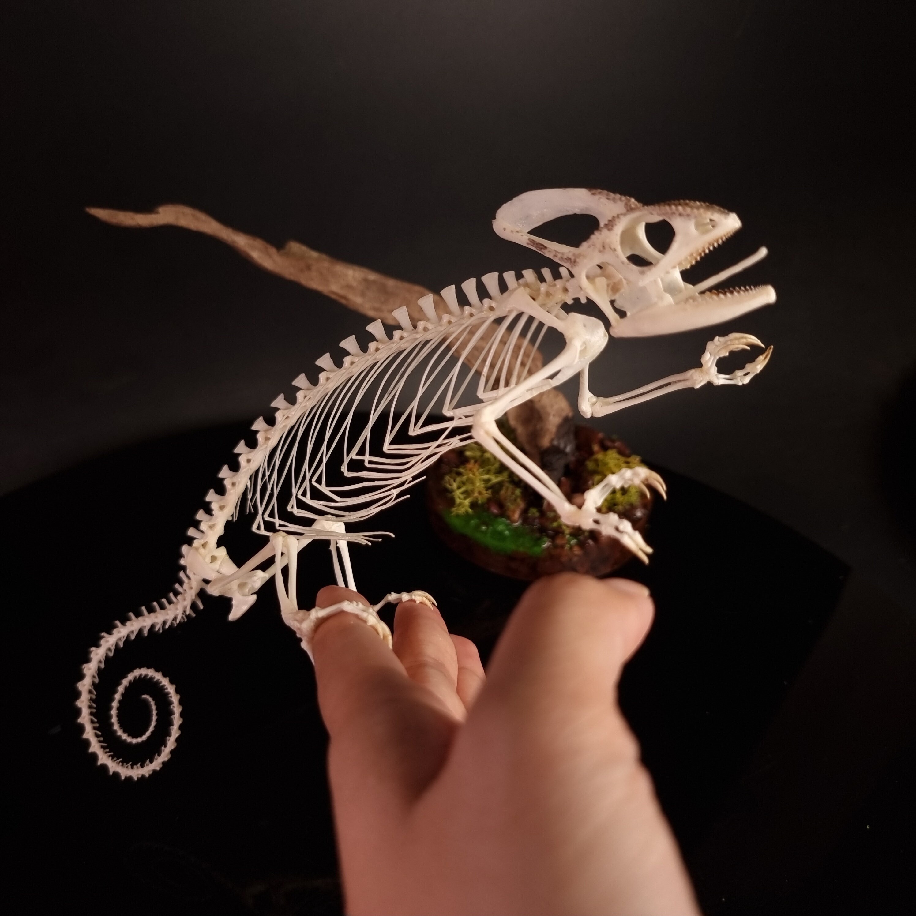 Chameleon Skull Ring