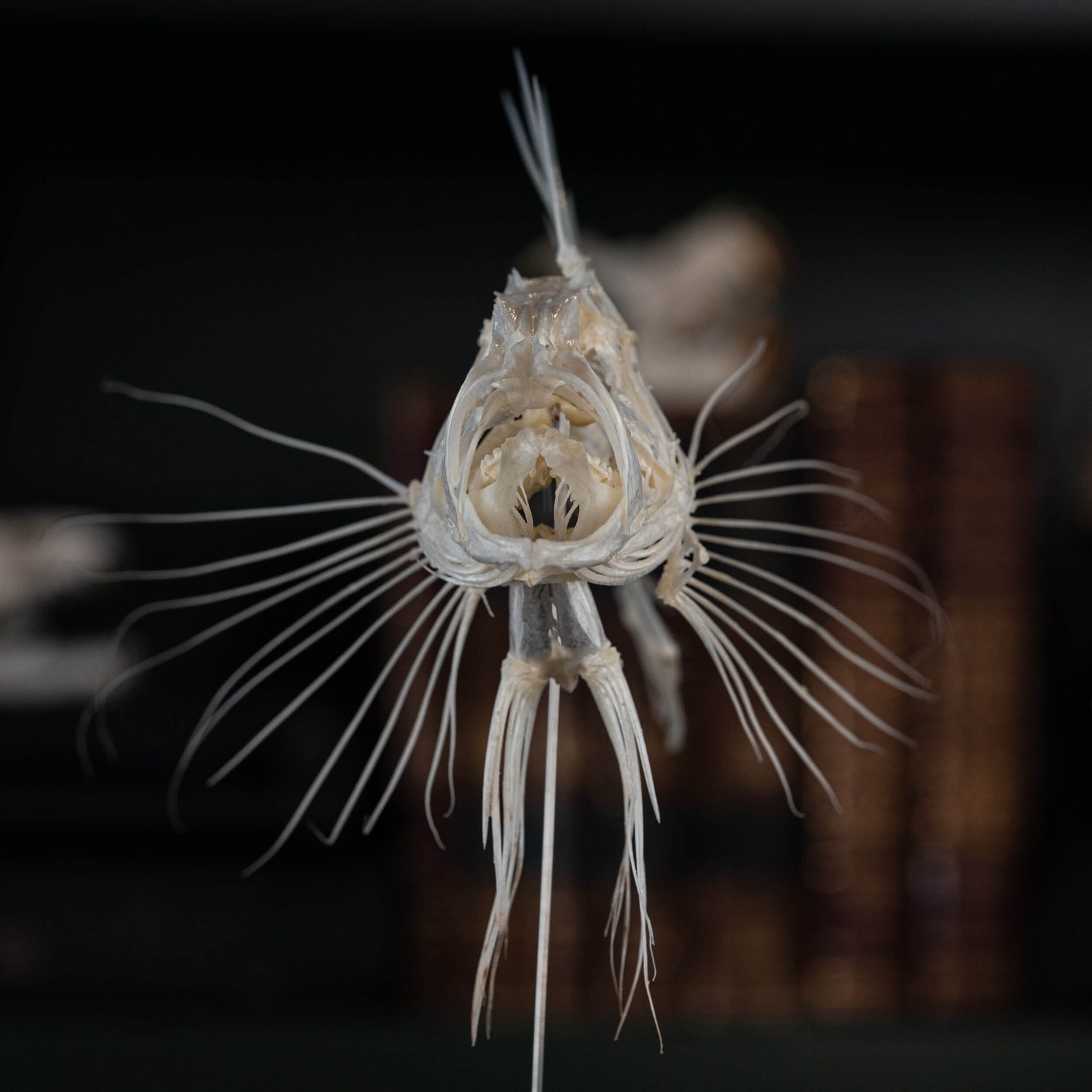 Real Lionfish Skeleton, Dendrochirus, Fish Taxidermy, on Queen Chess ...