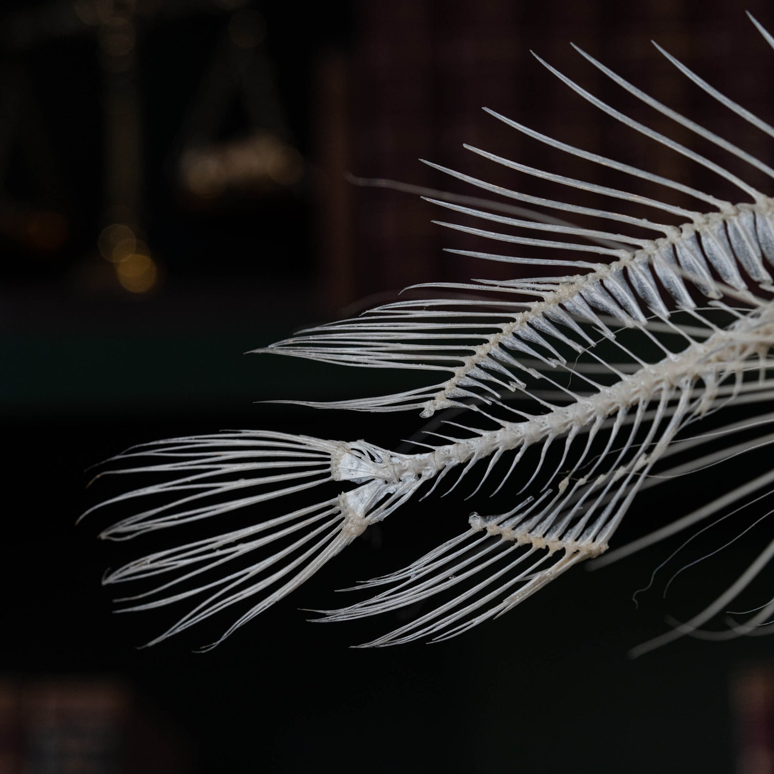 Real Lionfish Skeleton, Dendrochirus, Fish Taxidermy, on Queen Chess ...