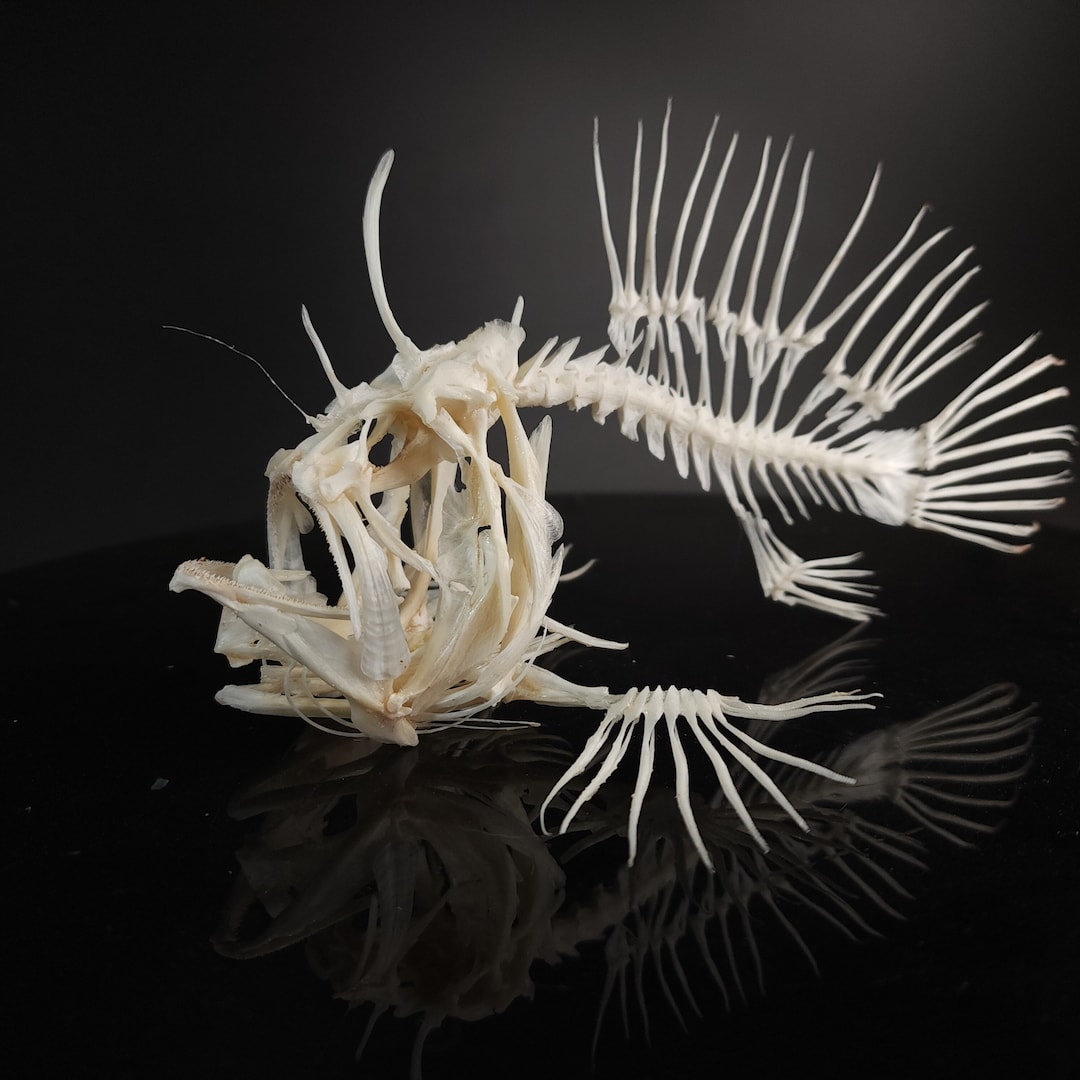 Real Frogfish Skeleton, Anglerfish, Antennariidae, Fish Taxidermy ...