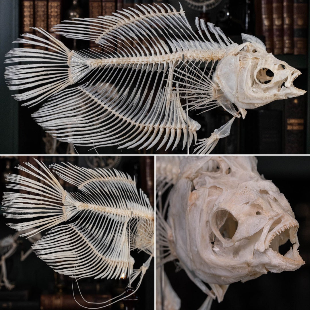 Real Giant Gourami Skeleton, Fish Skeleton Taxidermy, Gothic Home Decor ...