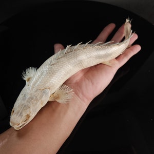 Real Mottled Bichir Skeleton Polypterus Weeksii Real Fish - Etsy