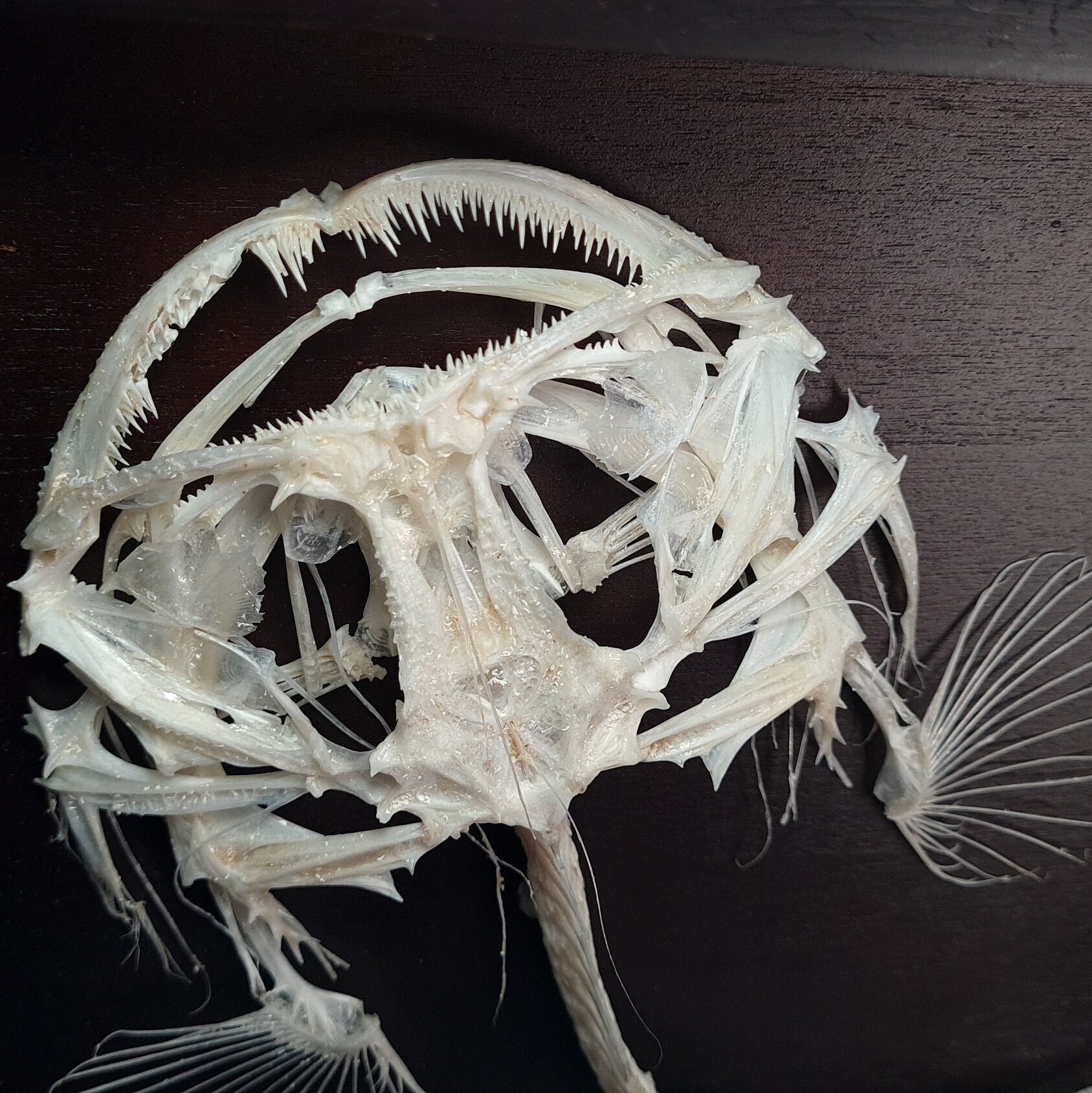 Real Monkfish Skeleton Lophius Monster Fish in Shadow Box - Etsy